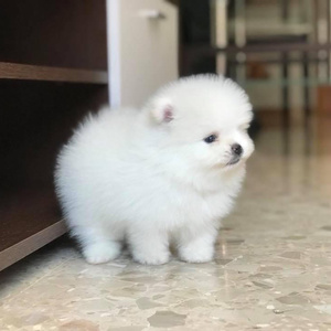 Model CandyMelanie Profilseite und Info - BongaCams